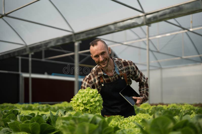 Owner of the Hydroponics Vegetable Garden is Checking the Quality of ...