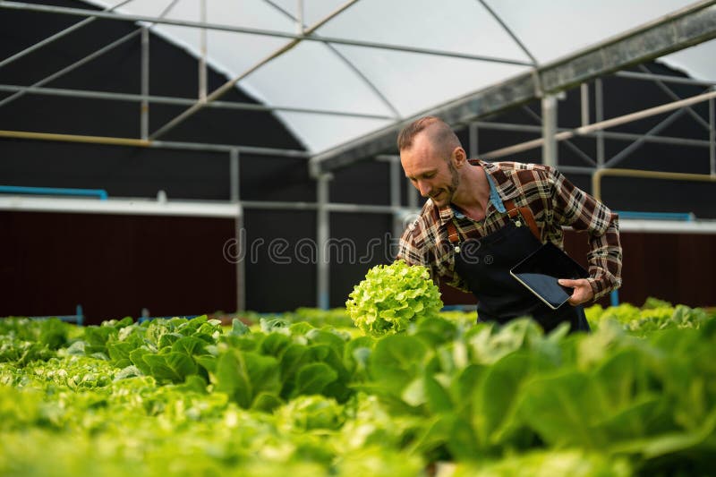 Owner of the Hydroponics Vegetable Garden is Checking the Quality of ...