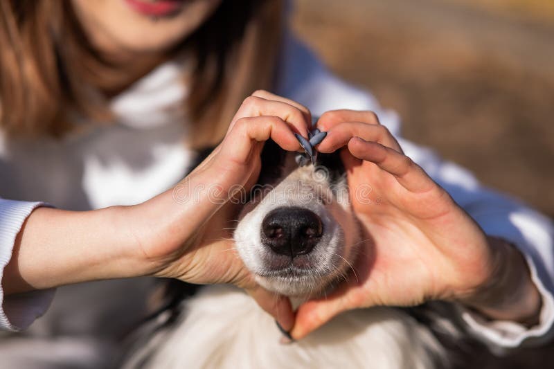 The Owner Makes a Heart on the Nose of the Border Collie Dog with Her ...