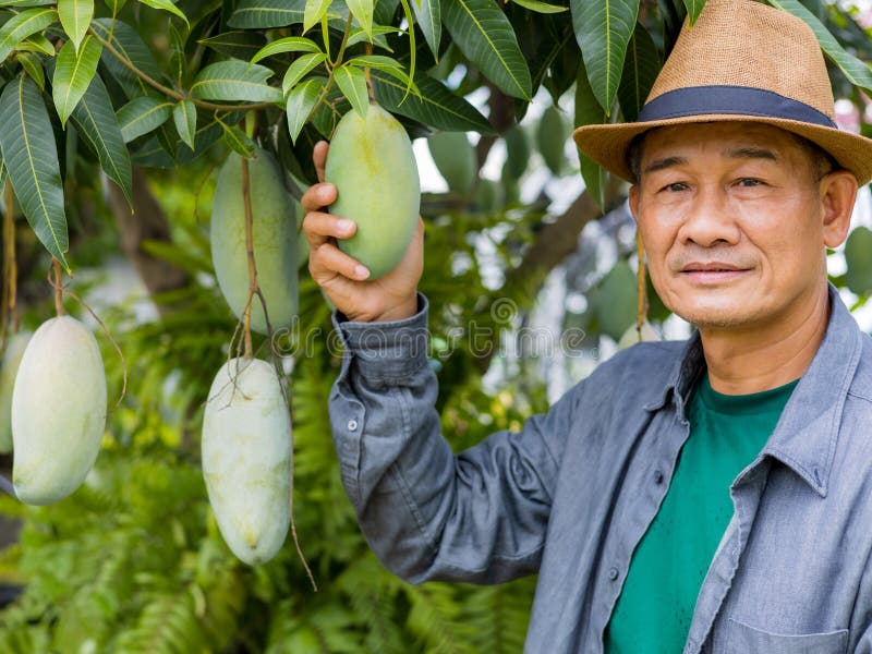 Owner of the Mango Orchard Examining Mango in Orchard Stock Photo ...
