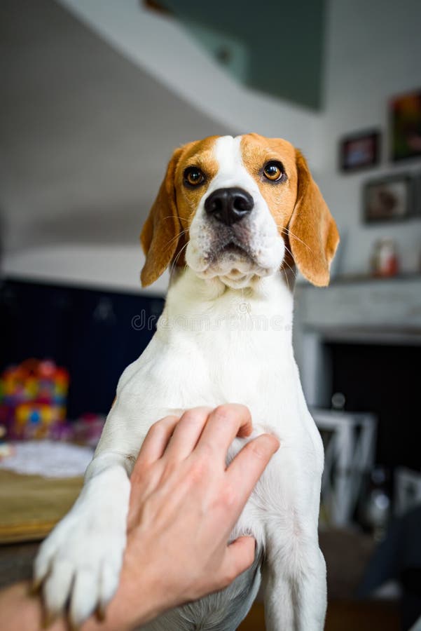 Owner Pet a Beagle Dog. Scratching Dog Chest Stock Photo - Image of ...