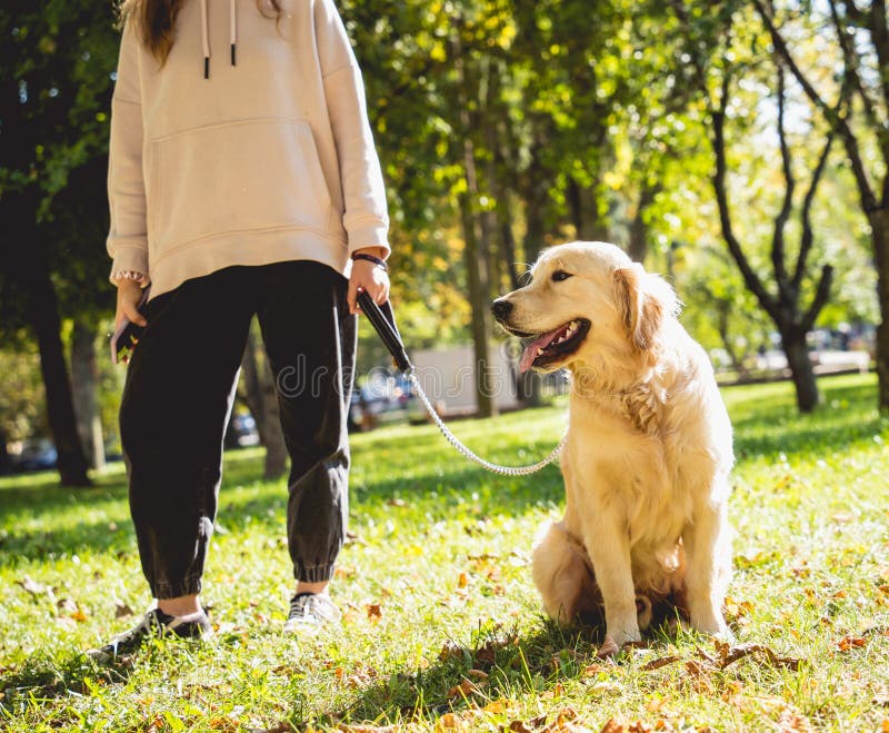 The Owner Plays the Golden Retriever Dog in the Park. Stock Image ...