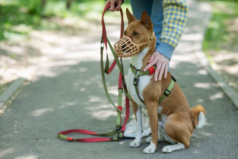 The Owner Puts a Muzzle on the African Dog Breed Basenji for a Walk. Stock Image - Image of ...