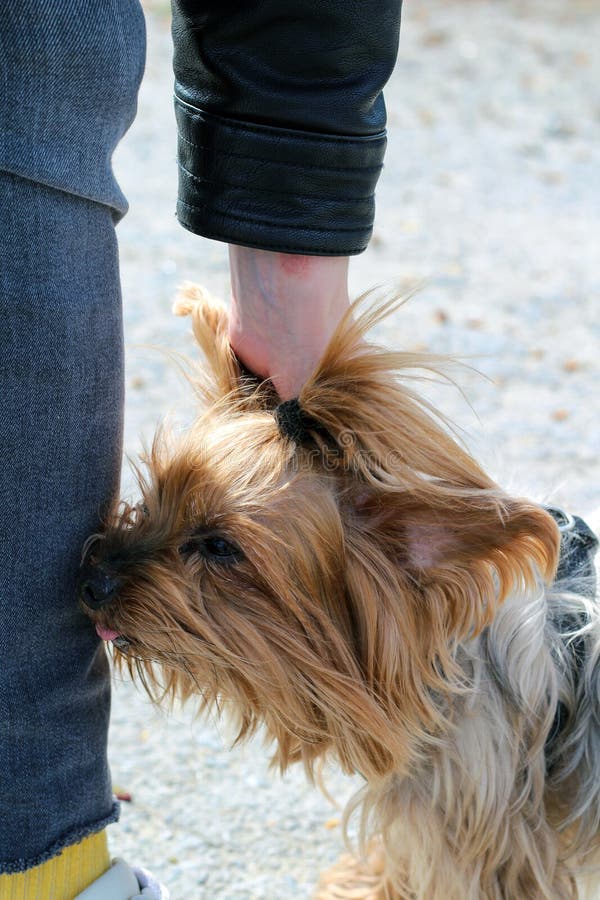 The Ownerâ€™s Hand Scratches a Small Dog Behind the Ear Stock Photo ...