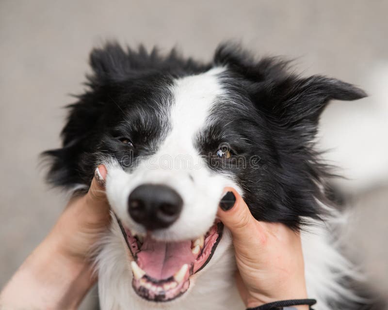 The Owner Squeezes the Muzzle of the Border Collie Dog Outdoors. Stock ...