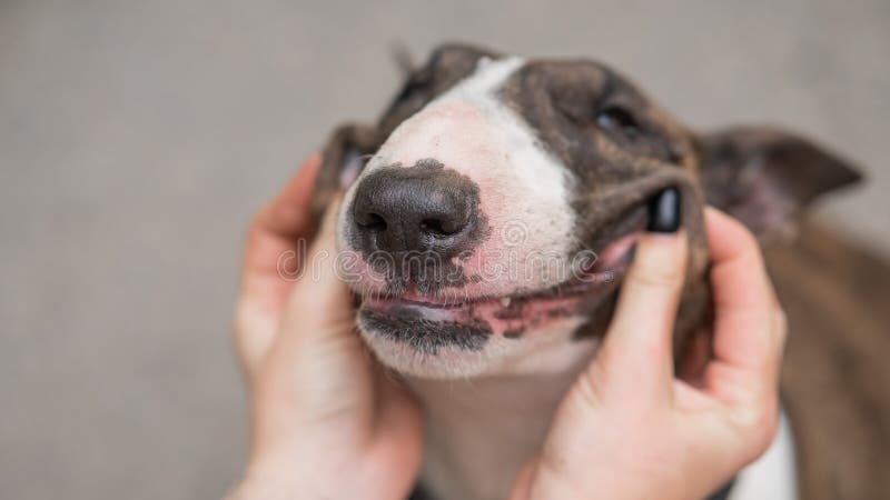 The Owner Squeezes the Muzzle of a Bull Terrier Outdoors. Stock Image ...