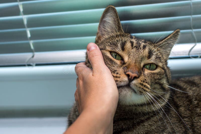 Owner Strokes the Cat. Hand and Cat Close Up Stock Image - Image of ...