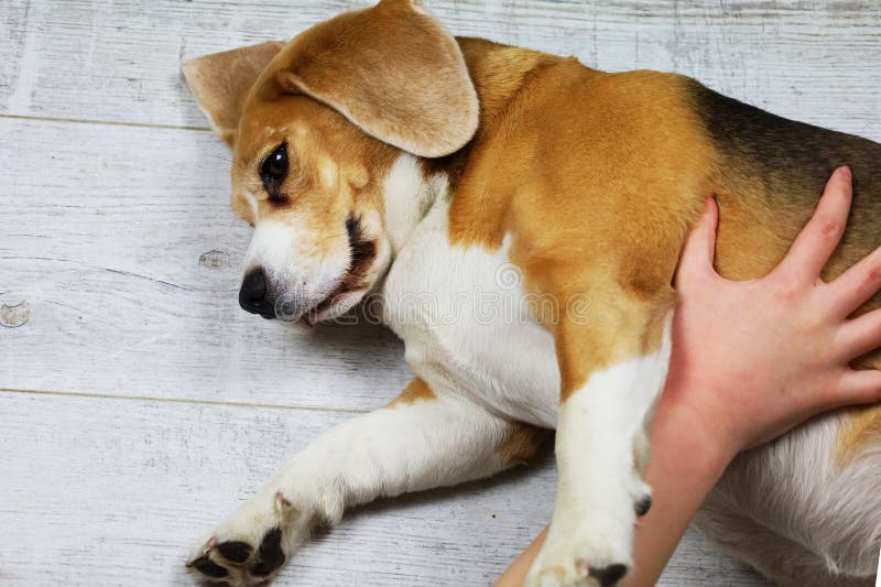 The Owner is Stroking a Beagle Dog, the Dog is Lying on Its Back and ...