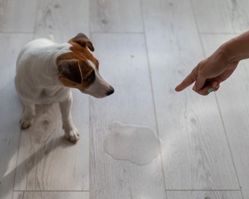 The Owner Swears at the Dog and Points Her Finger at a Puddle on the ...