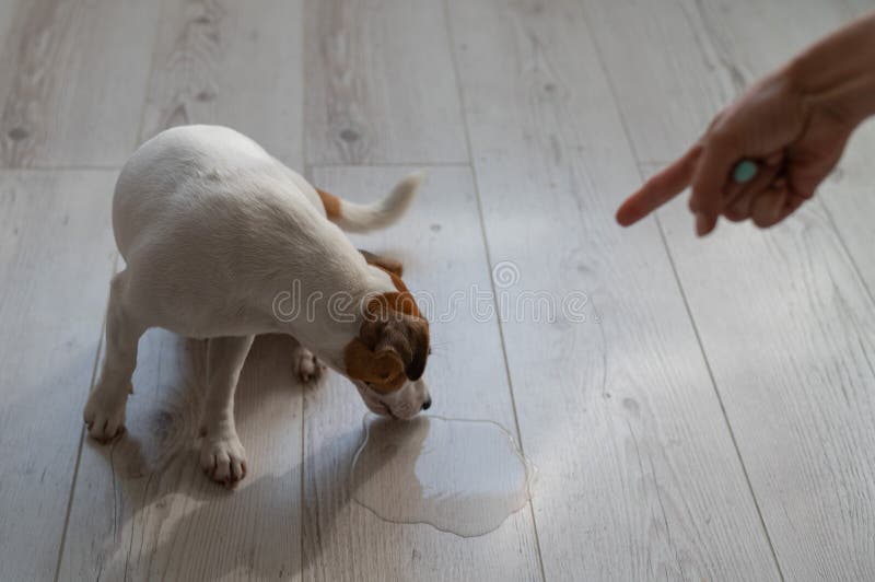 The Owner Swears at the Dog and Points Her Finger at a Puddle on the ...
