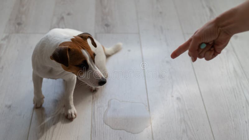The Owner Swears at the Dog and Points Her Finger at a Puddle on the ...