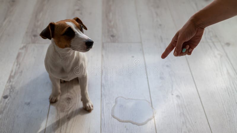 The Owner Swears at the Dog and Points Her Finger at a Puddle on the ...
