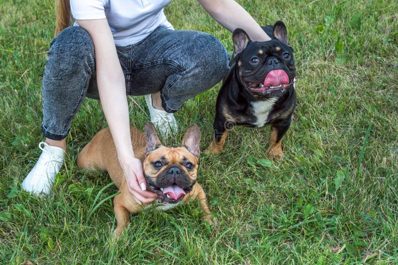 Owner with Two Dogs for a Walk in the Park. Vertical Photo Stock Photo ...