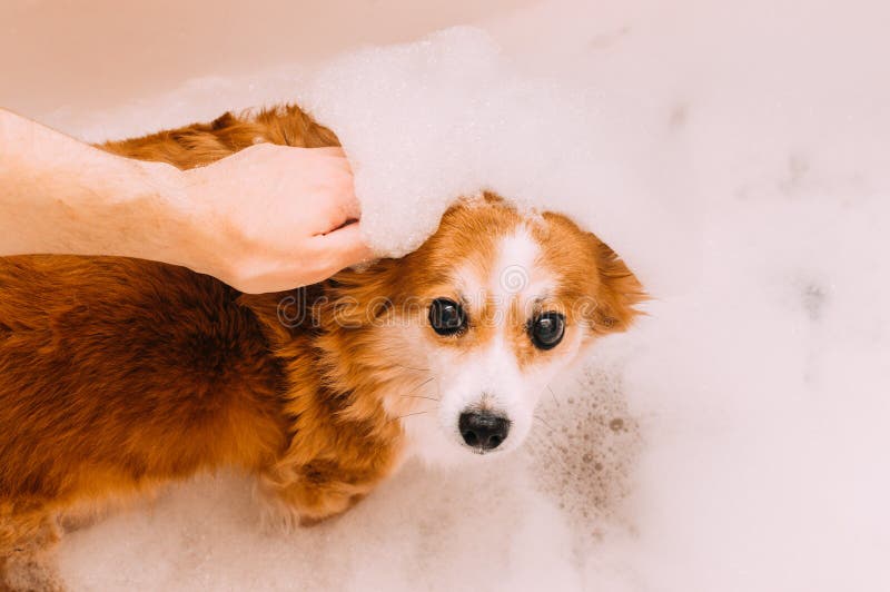 Owner Washes His Dog in a Bubble Bath Stock Image - Image of shower ...