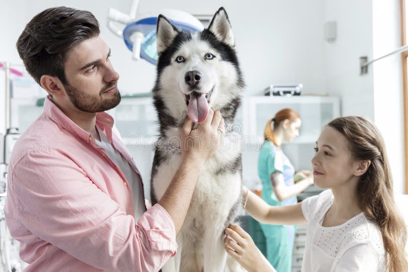 Doctor Examining Husky Dog while Owner Standing at Veterinary Clinic ...