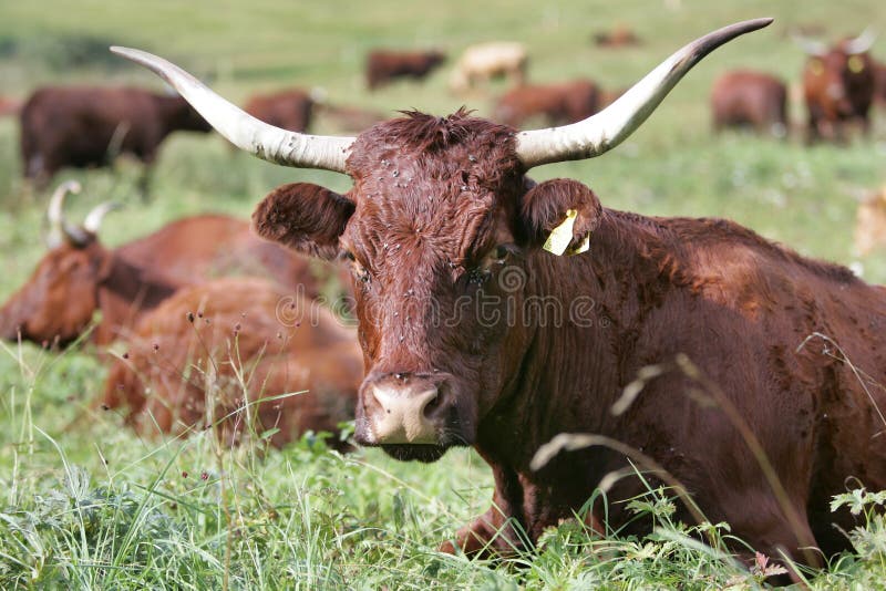 Ox stock photo. Image of animals, cornets, steer, herd - 13838722