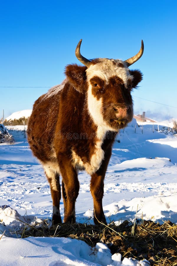 Ox stock image. Image of china, northern, grassland, scenery - 14553117