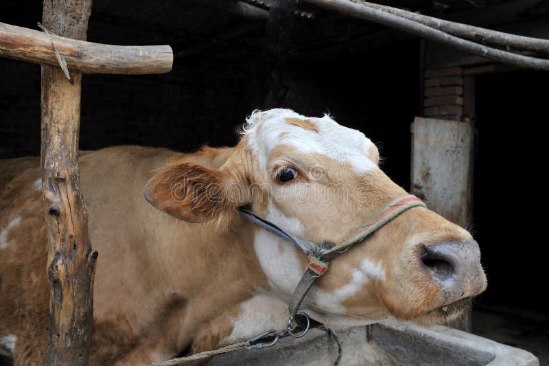 Ox stock photo. Image of farm, farming, oxen, face, strong - 14684394