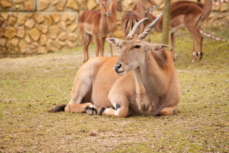Ox stock photo. Image of park, animal, jungle, bull, rural - 18352734
