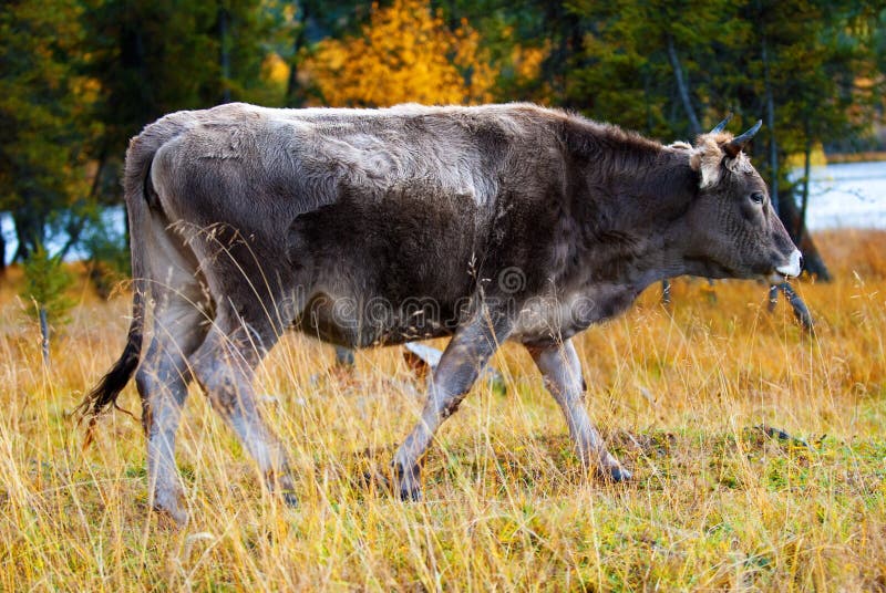 Ox stock image. Image of life, golden, nature, cattle - 19961559