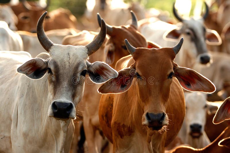 Ox stock image. Image of crop, environment, spring, outdoor - 20712513