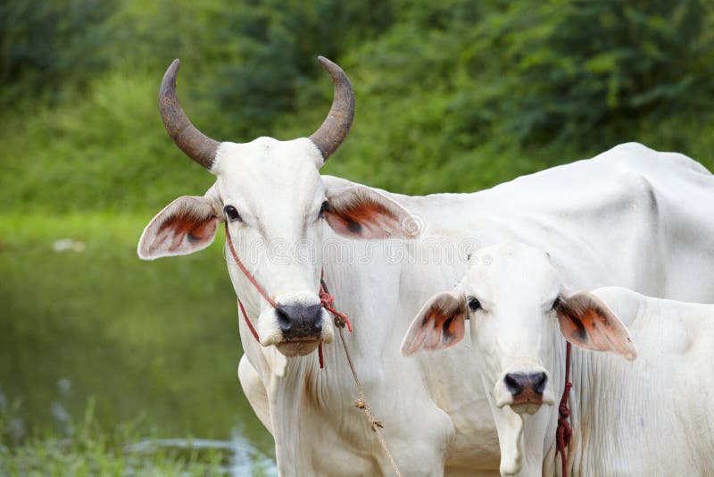3,631 White Ox Photos - Free & Royalty-Free Stock Photos from Dreamstime