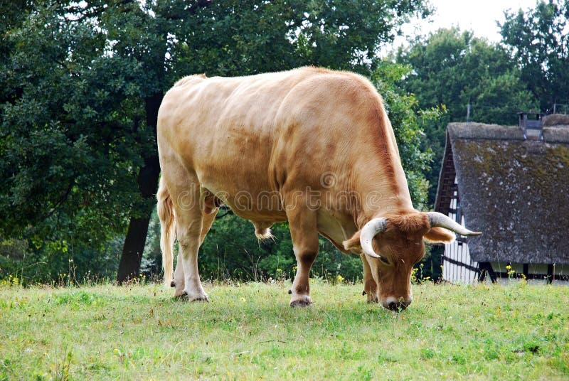 Ox stock image. Image of green, mammals, meadow, reed - 28281687