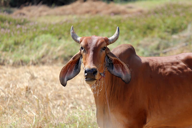 Ox stock image. Image of quadruped, wildlife, bullock - 29442475