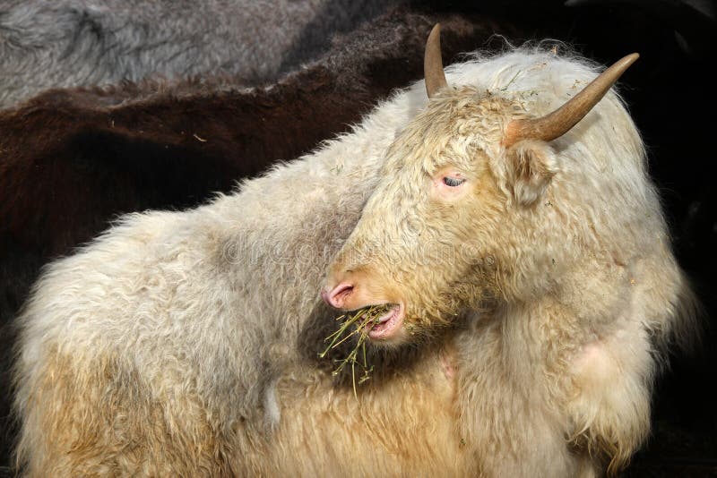 3,631 White Ox Photos - Free & Royalty-Free Stock Photos from Dreamstime