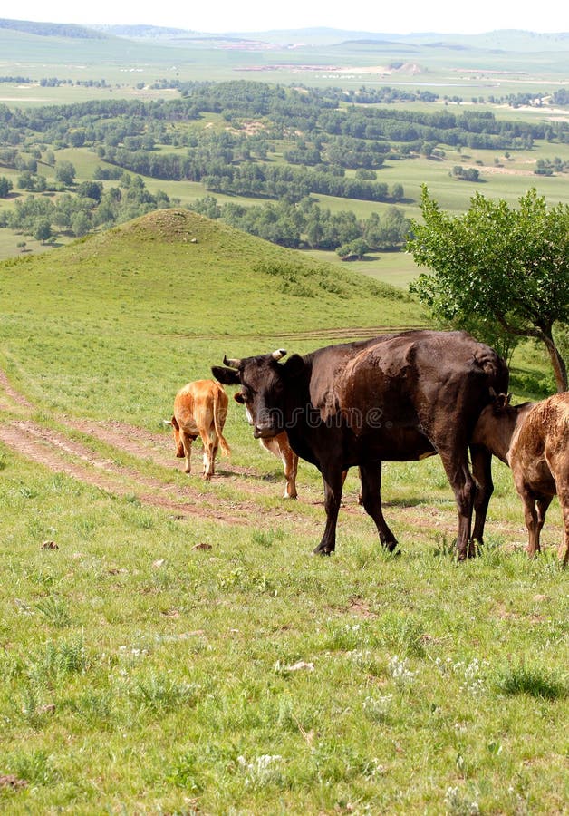 Ox stock photo. Image of china, animal, nature, beautiful - 3862950