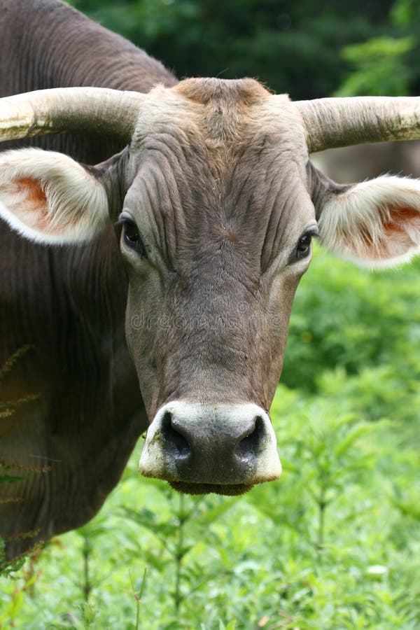 Ox stock photo. Image of bull, animal, farm, cheese, protein - 6312270