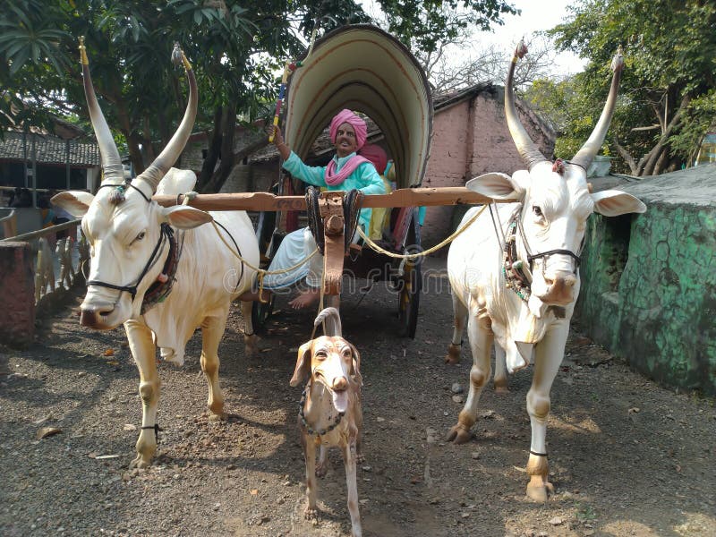 Ox art image editorial image. Image of museums, village - 170106000