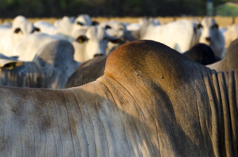 Brahman Parasitic Flies Stock Photos - Free & Royalty-Free Stock Photos ...