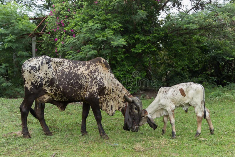Ox and calf stock photo. Image of field, child, grass - 61141136