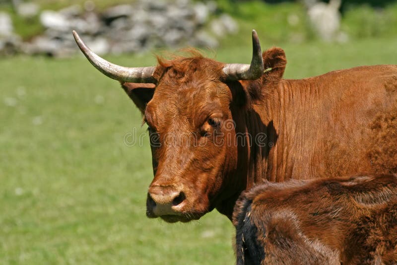 Ox, Cornwall, Southwest England Stock Photo - Image of livestock ...
