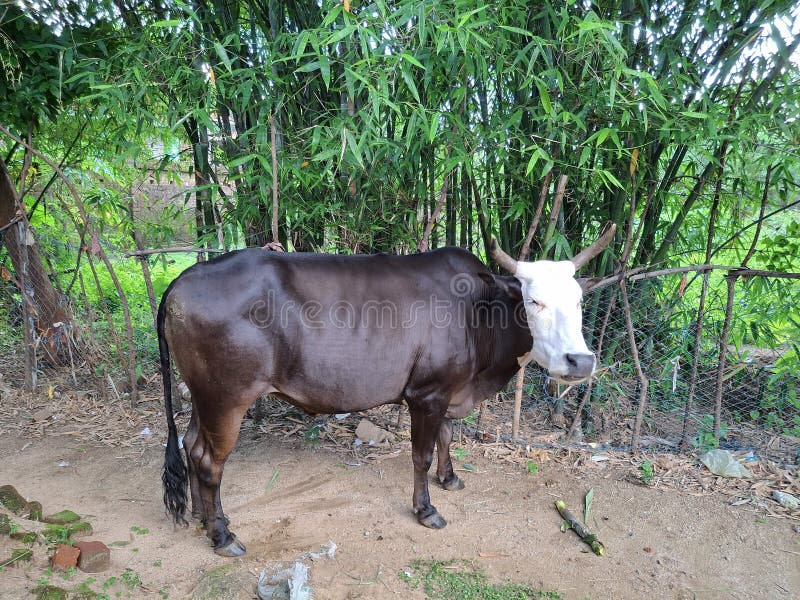 Ox : an Ox is a Domesticated Large Bovine Animal, Stock Photo - Image ...