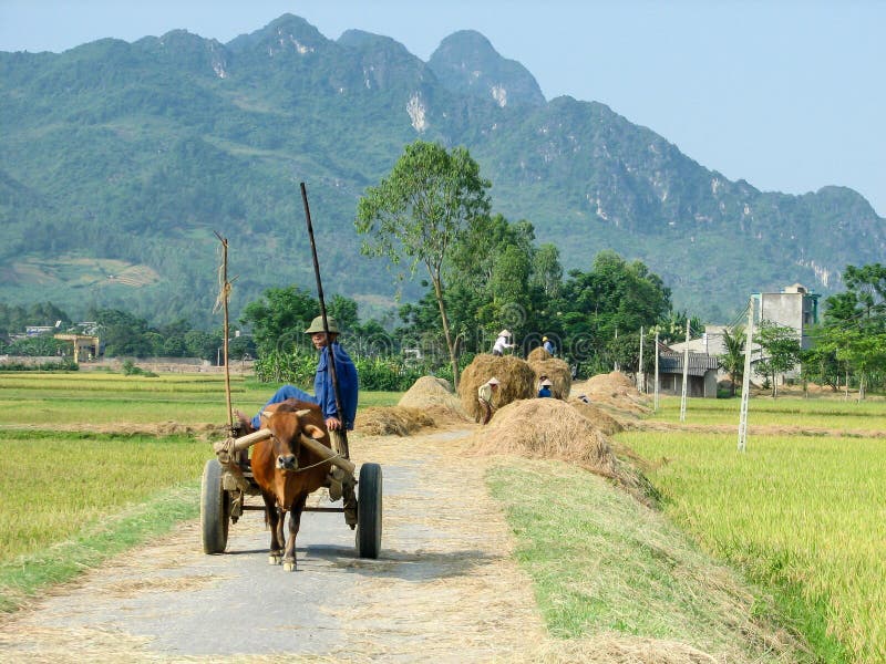Paddy Fields editorial stock image. Image of kedah, region - 59248509