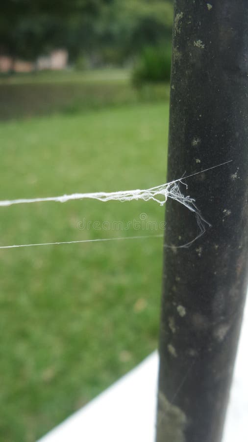 Ox Dung, a Specific Spider& X27;s Web, Long, Announcing Rain Stock ...