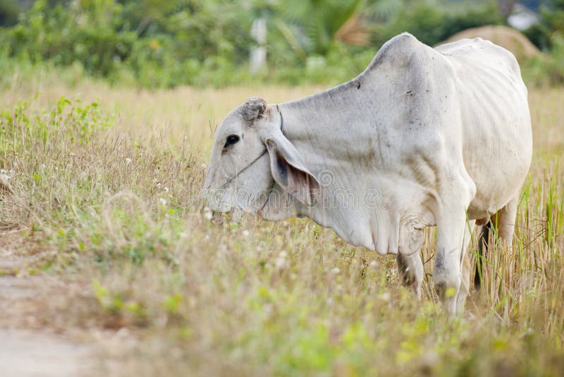 Ox eating grass stock image. Image of asia, farm, grass - 23152195