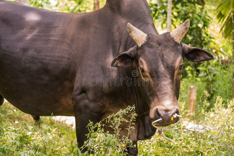 Ox eating grass stock image. Image of farm, eating, meet - 23152195