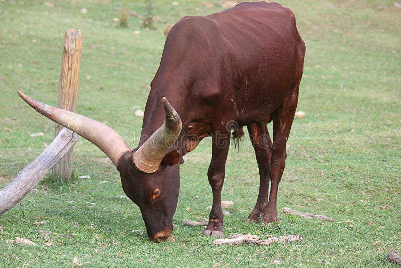 Big horns of Ox of watussi stock image. Image of safari - 25533645