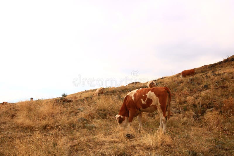 Ox that Eats Dried Herbs in the Steppe. Taken during the Sunset Stock ...