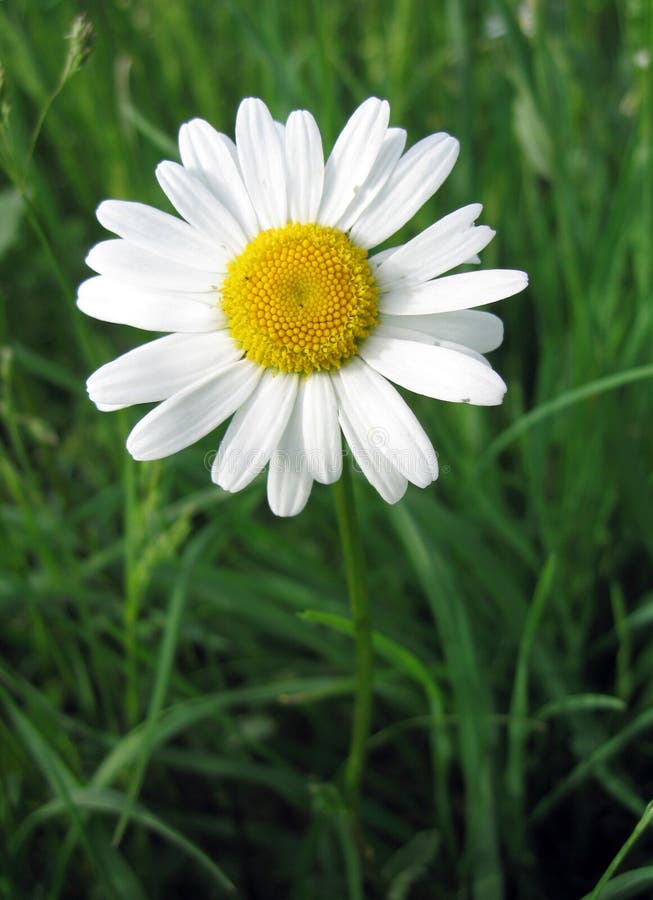Ox-eye daisy stock photo. Image of daisy, nature, wild - 2613930