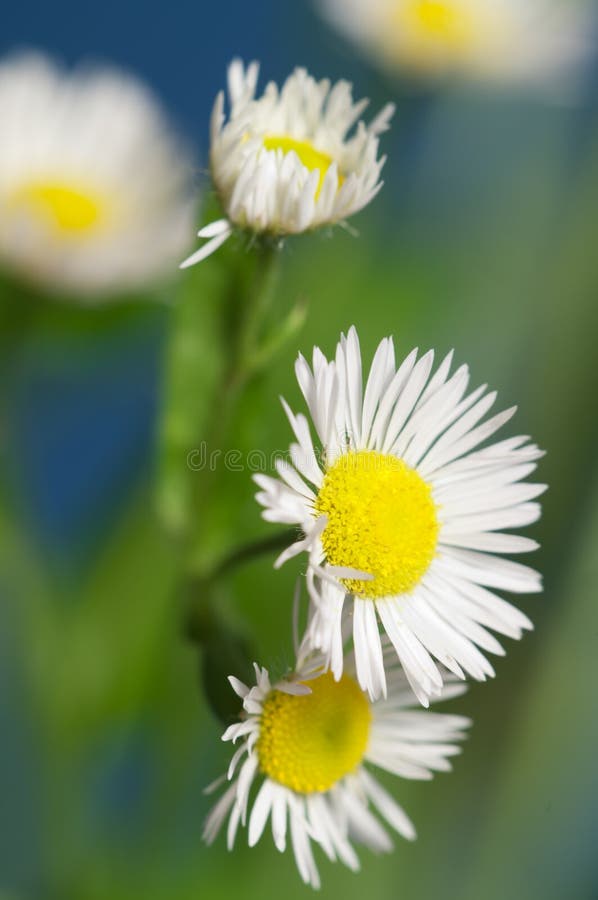 Ox-eye daisy flower stock photo. Image of grass, beauty - 74550122