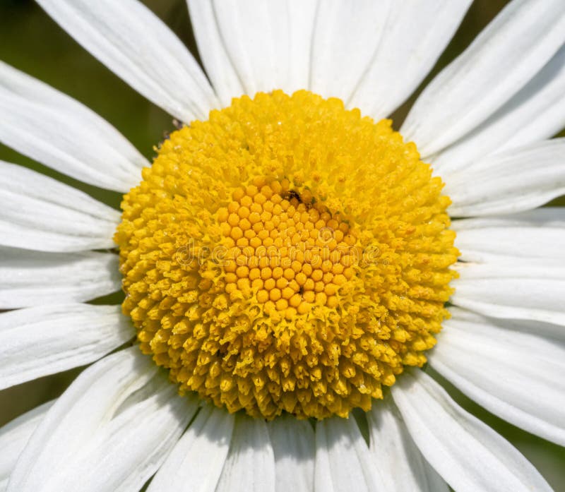 Ox-eye daisy flower detail stock image. Image of macro - 191790357