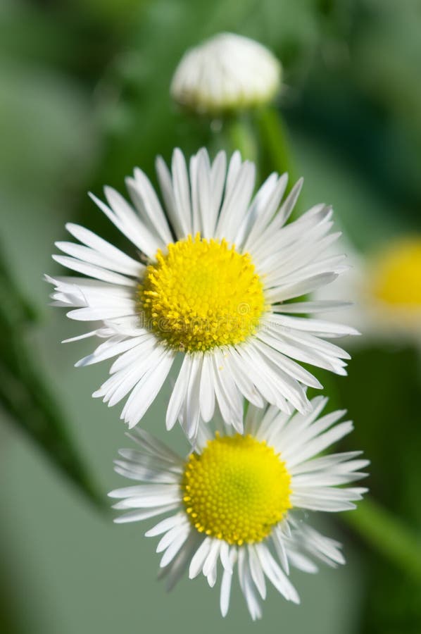 Ox-eye daisy flower stock image. Image of annuus, macro - 74530207
