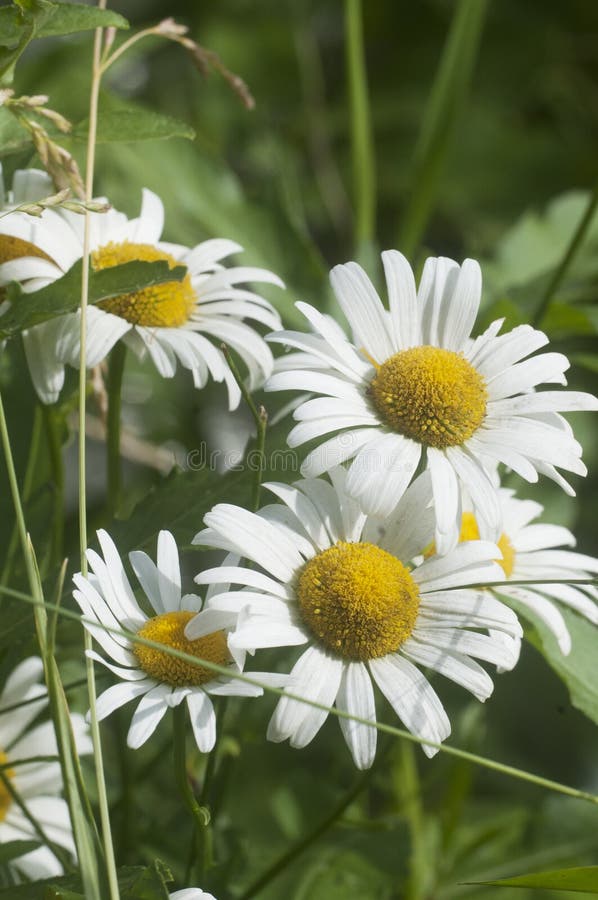Ox-eye daisy flowers stock photo. Image of daisy, floral - 191866590