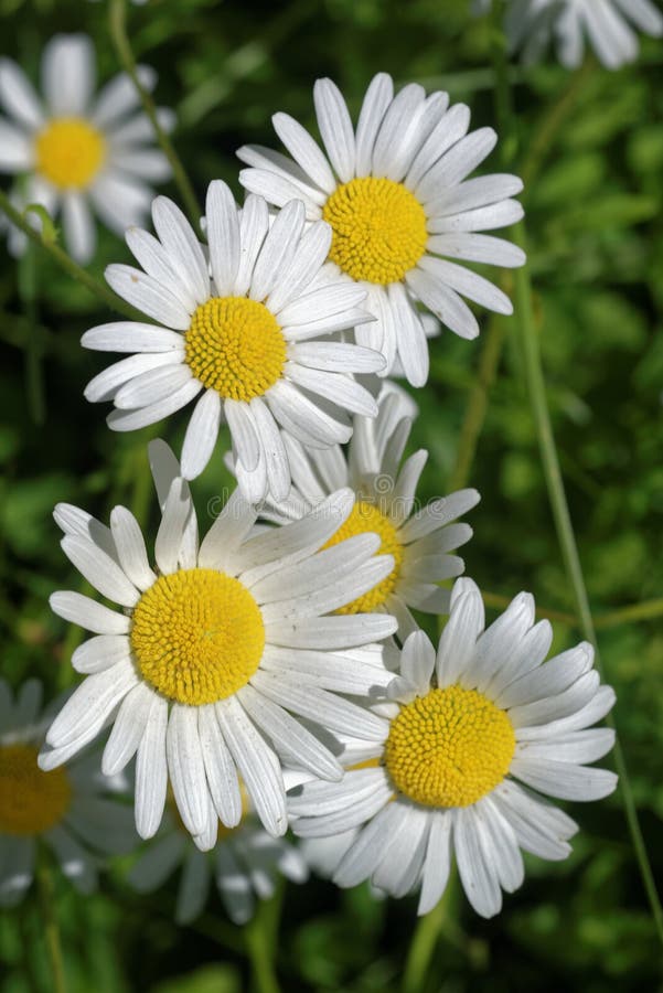 Ox-eye daisy stock photo. Image of white, closeup, leaf - 151518964