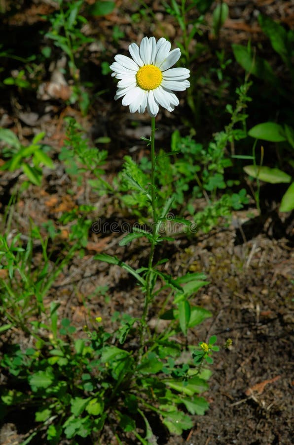 Oxeye Daisy - Leucanthemum Vulgare Stock Image - Image of horticulture ...