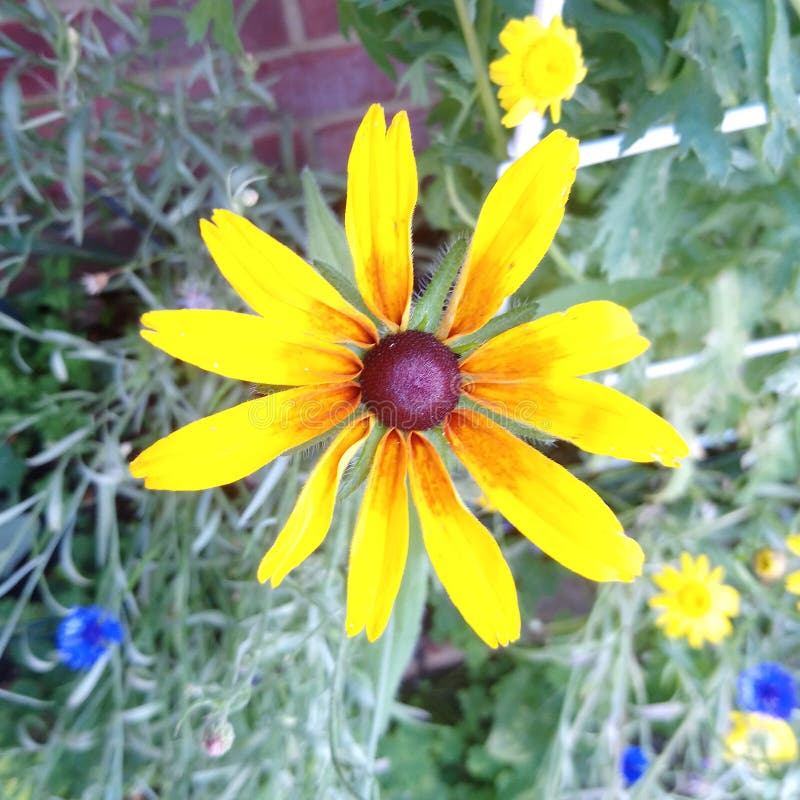 Ox Eye Daisy Yellow and Red Stock Photo - Image of meadow, herb: 188453452
